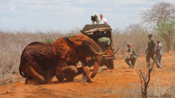 Toppen Af Isbjerget | Ivory Wars | Videos | discovery+