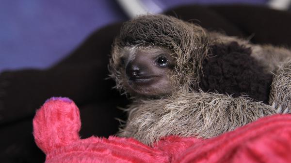 Episode 4 | Meet The Sloths | Videos | discovery+