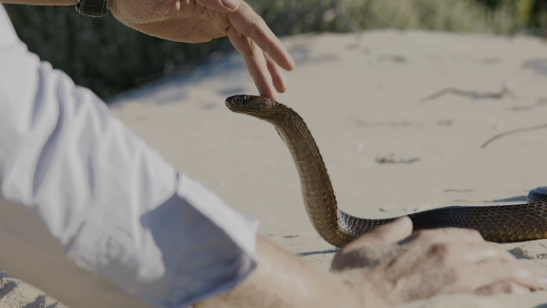 Episode 2 | Deadliest Snakes Of South Africa | Videos | discovery+