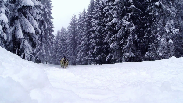 White Wolf Of Newfoundland | Extinct Or Alive | Videos | discovery+