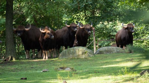 The Great Gaur Move | Bronx Zoo | Videos | discovery+