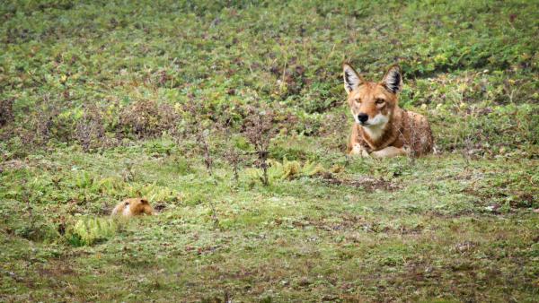 Living With Predators | The Hunt | Videos | discovery+