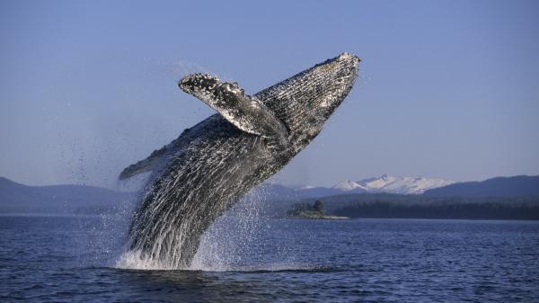 The Great Salmon Run | Nature's Great Events | Videos | discovery+