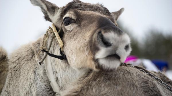 Reindeer Farm | Dirty Jobs | Videos | discovery+