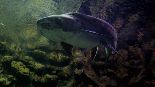 The Goonch | Jungle Hooks: India | Videos | discovery+