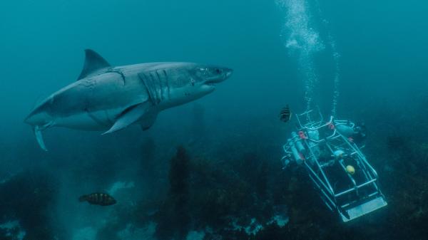 Shark Lockdown | Shark Lockdown | Videos | discovery+