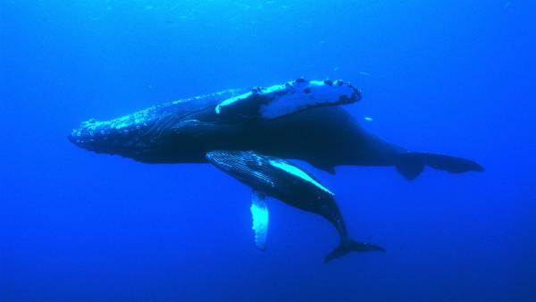 The Great Salmon Run | Nature's Great Events | Videos | discovery+