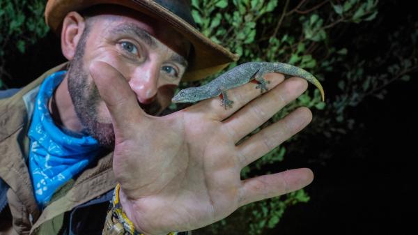Night Of The Geckos | Coyote Peterson: Brave The Wild | Videos | discovery+