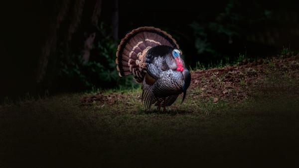 When Turkeys Attack | Shows | discovery+