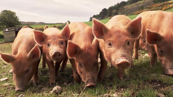 Born Mucky: Life On The Farm | Shows | discovery+