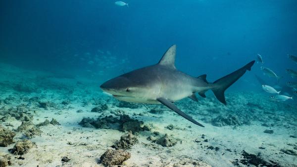 Nuclear Shark | Shows | discovery+