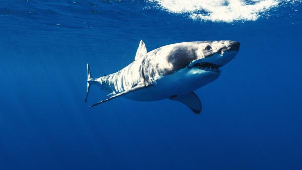 Shallow Water Invasion | Shows | discovery+