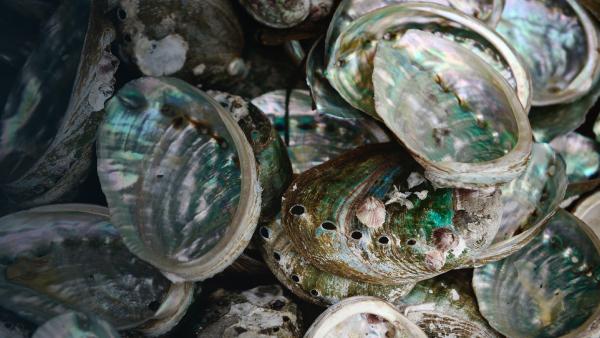 Die Abalonen-Taucher | Shows | discovery+