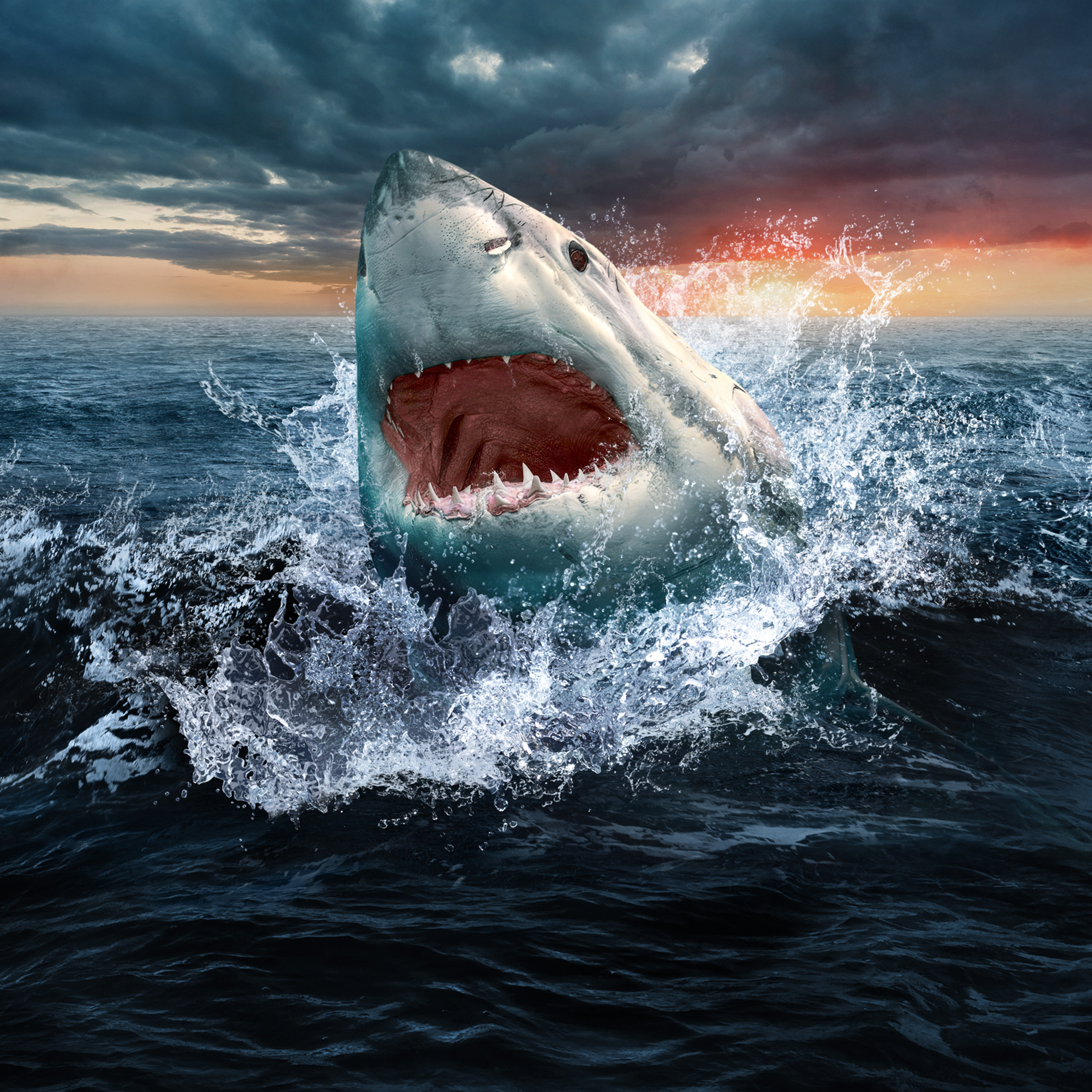 Great White Shark Breaching Wallpaper