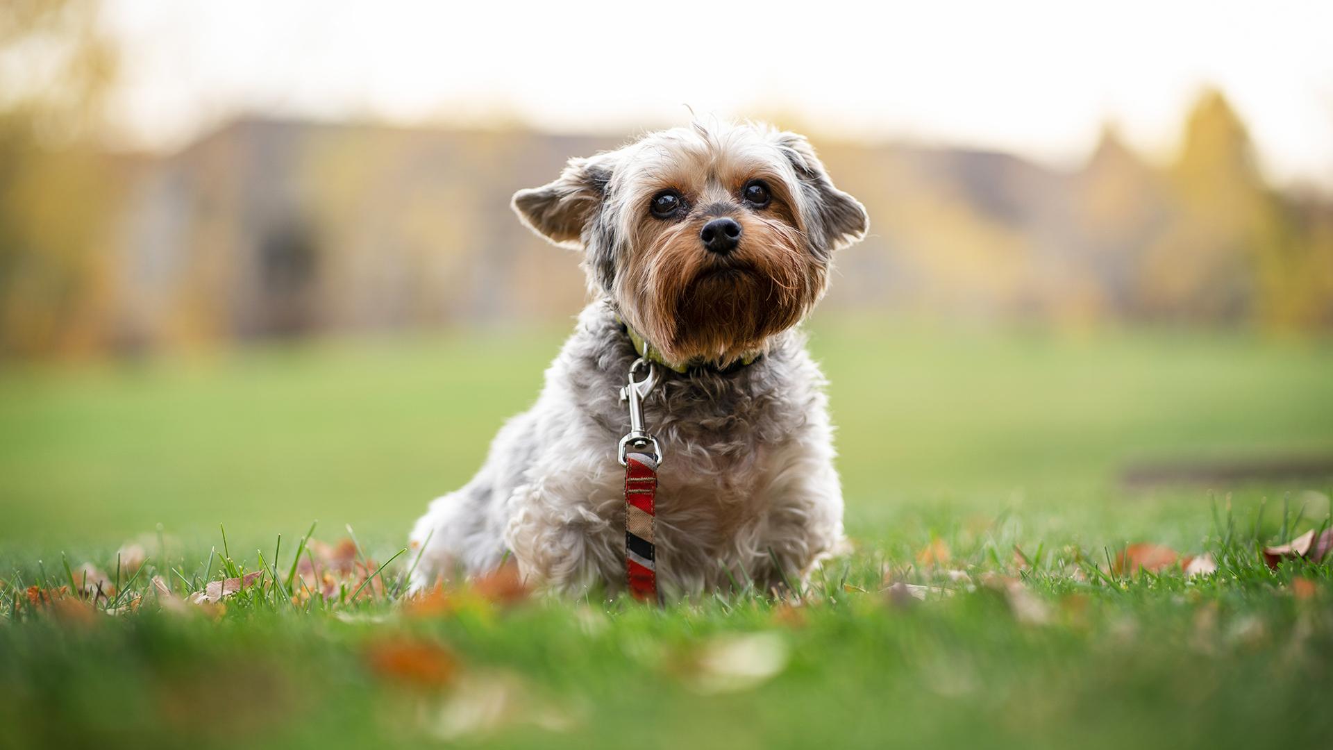 Tierarzt Dr. Jeff - Die Gans mit dem Angelhaken