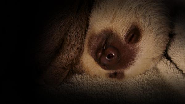 Meet The Sloths | Shows | discovery+