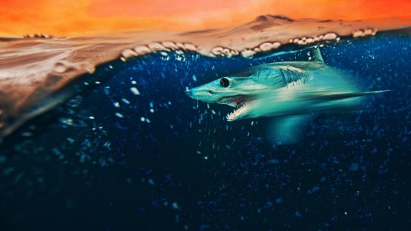 Makohaie Vor Kalifornien | Shows | discovery+